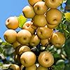 Amazon.com : 2 to 3 Feet Tall, Asian Pear Tree Live Plant, Live Pear ...