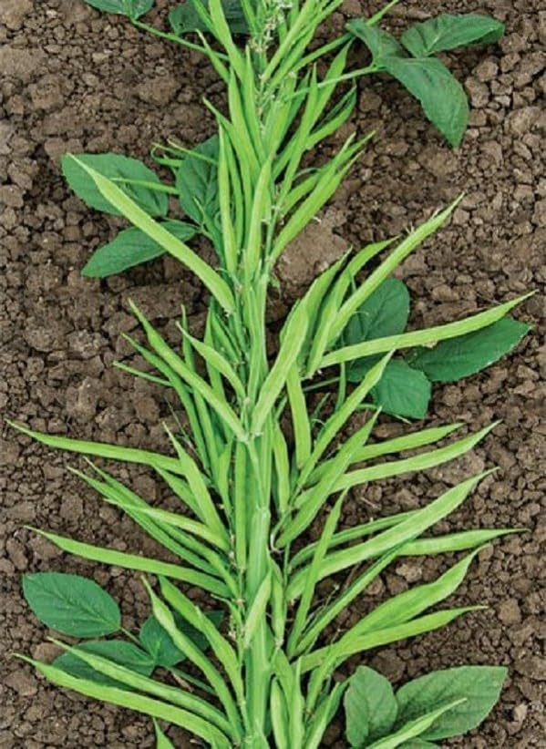 Hybrid Gwar/Guvar/Cluster Beans Vegetable Seeds For Home Garden-Pack of ...