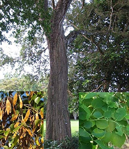 SS Naturals - Dalbergia Latifolia Tree Seed, Indian Rosewood Tree Seed ...