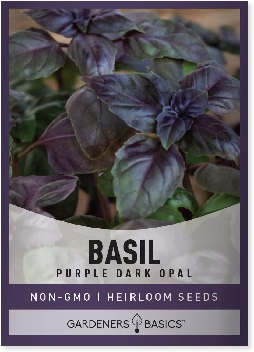 Amazon.com : Basil, Dwarf Greek - Herb Seeds, Non-GMO : Basil Plants ...