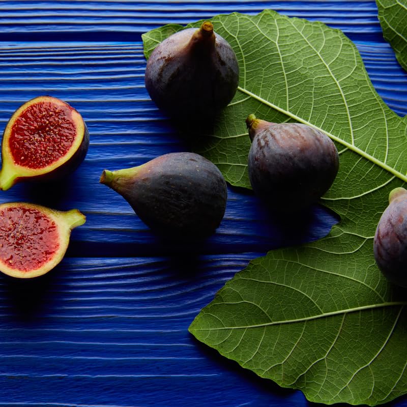 Celeste Fig Tree Indoor