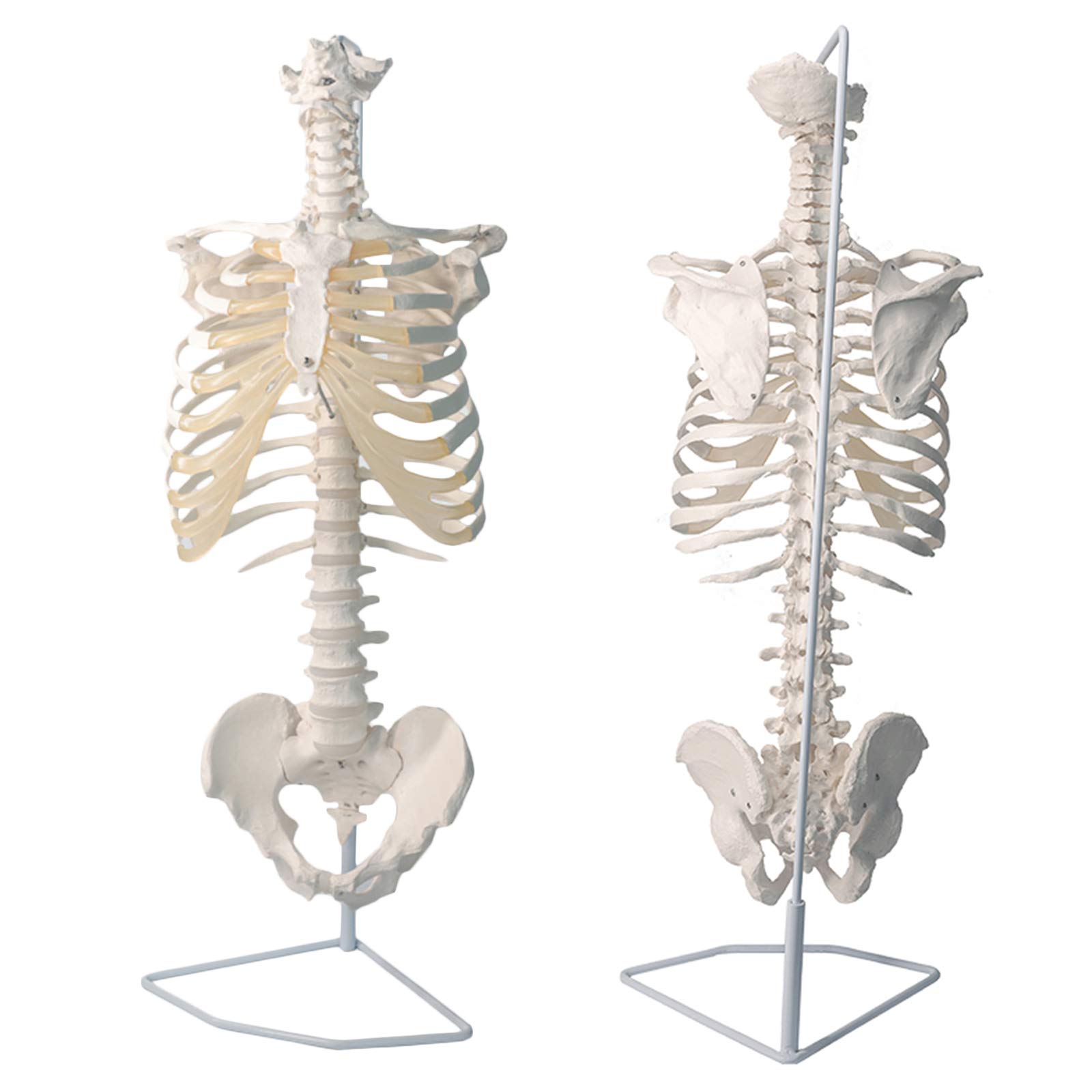 K99 Sternum Bone And Cartilage Model Dynamic Thoracic Pelvis Model ...