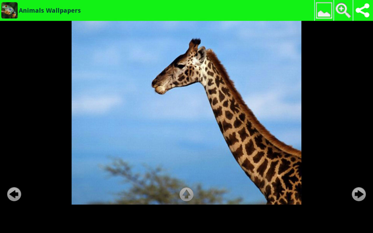 Aplicación Animals Wallpapers en Amazon Appstore
