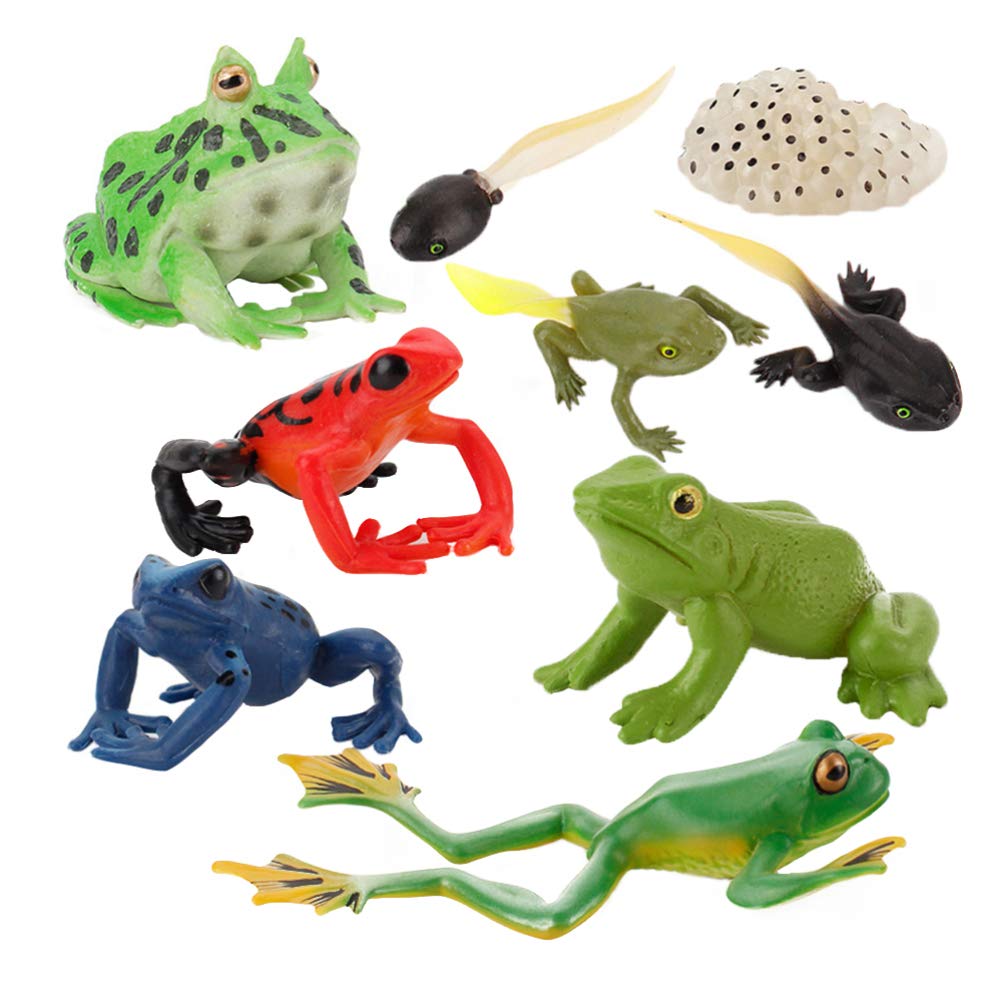 Buy BESTonZON 9pcs Life Cycle Figures of Frog Animal Biology Science ...