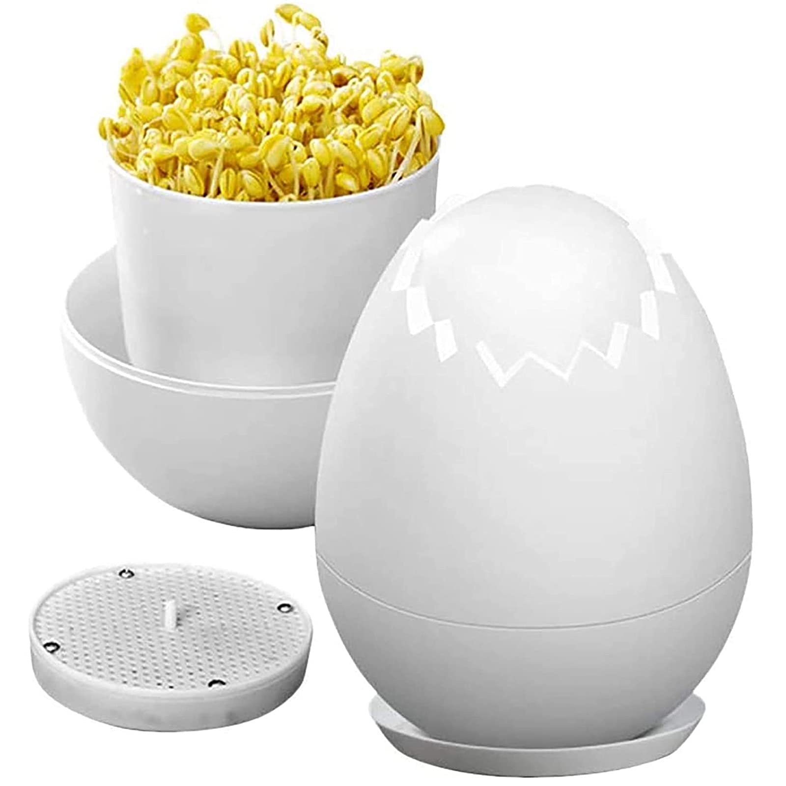 Sprout Bean Plant In Pot