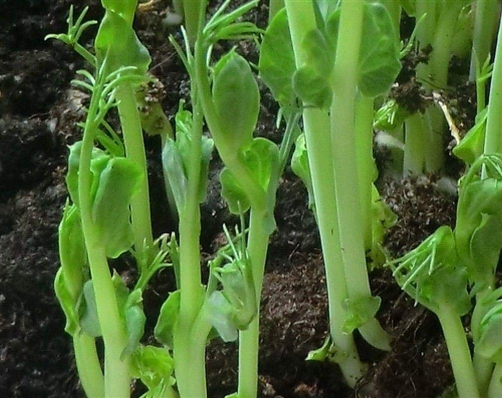 Amazon.com : Usui Pea Seeds for Tasty Pea Shoots - Considered a ...