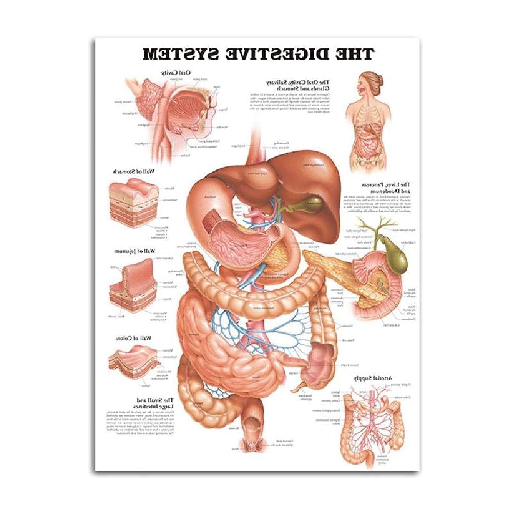 Aiyiyoo Anatomical Poster Set Laminated Muscular Skeletal Digestive ...