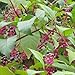 Amazon.com : Pokeberry Seeds (Phytolacca Americana) 20+ Seeds Packed in ...