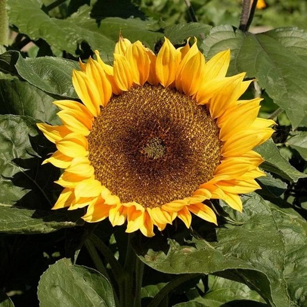 Amazon.com : Dwarf Sunspot Sunflower Seeds - 50+ Count Seed Pack - Non ...