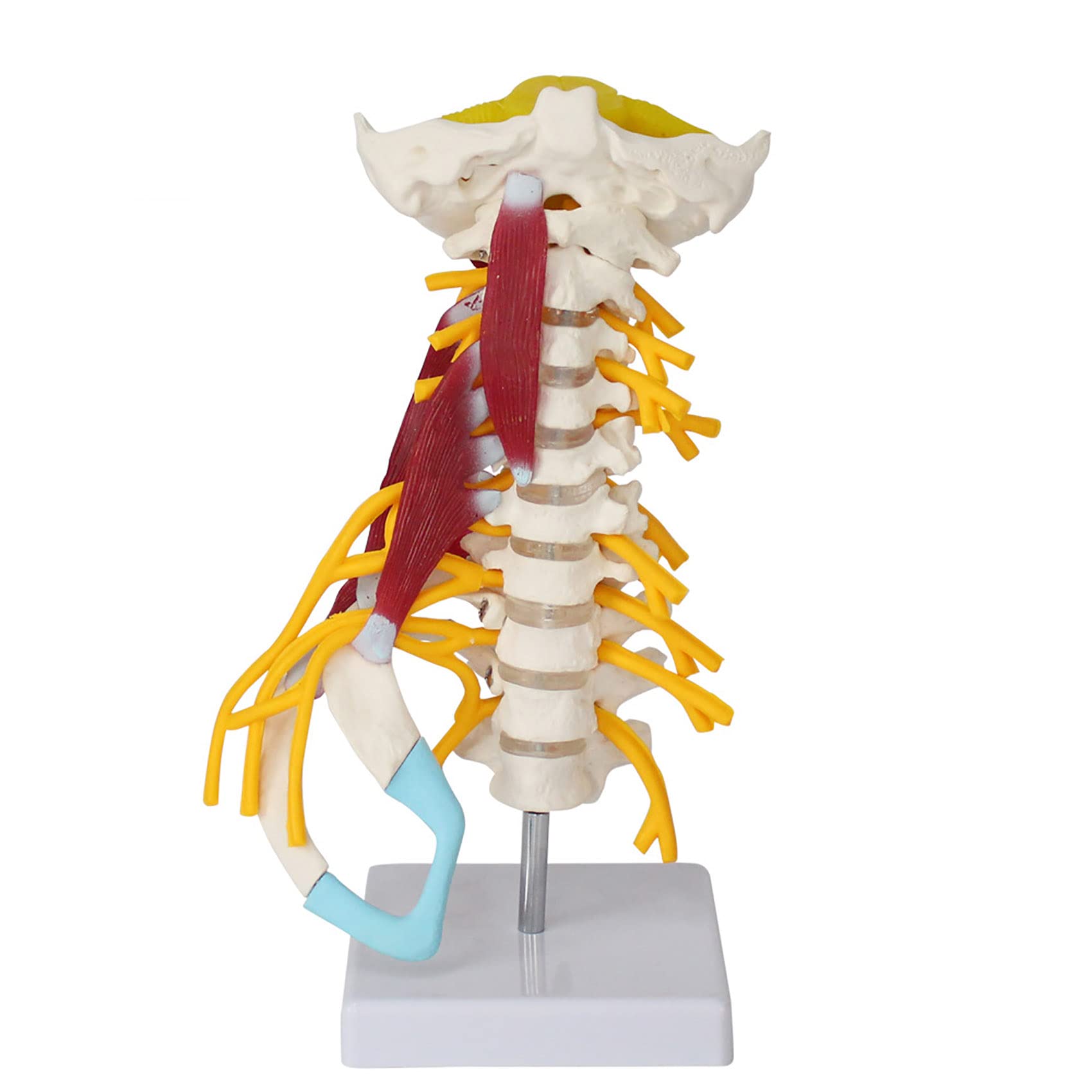 Buy wzwyyds Human Cervical Spine Model, 1:1 Life Size Advanced Cervical ...