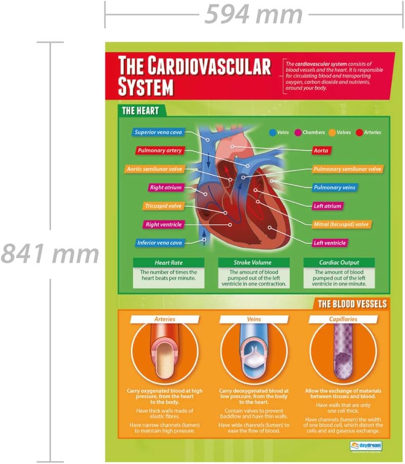 The Cardiovascular System | PE Posters | Gloss Paper measuring 850mm x ...
