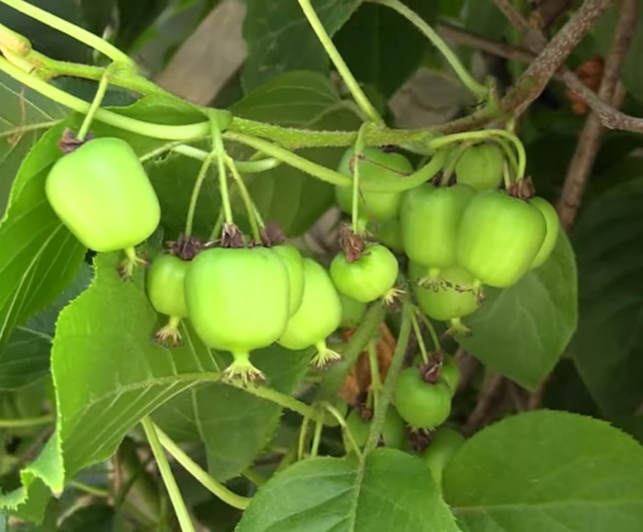 Amazon.com : Kiwi Plants Prolific Includes Four (4) Plants : Patio ...