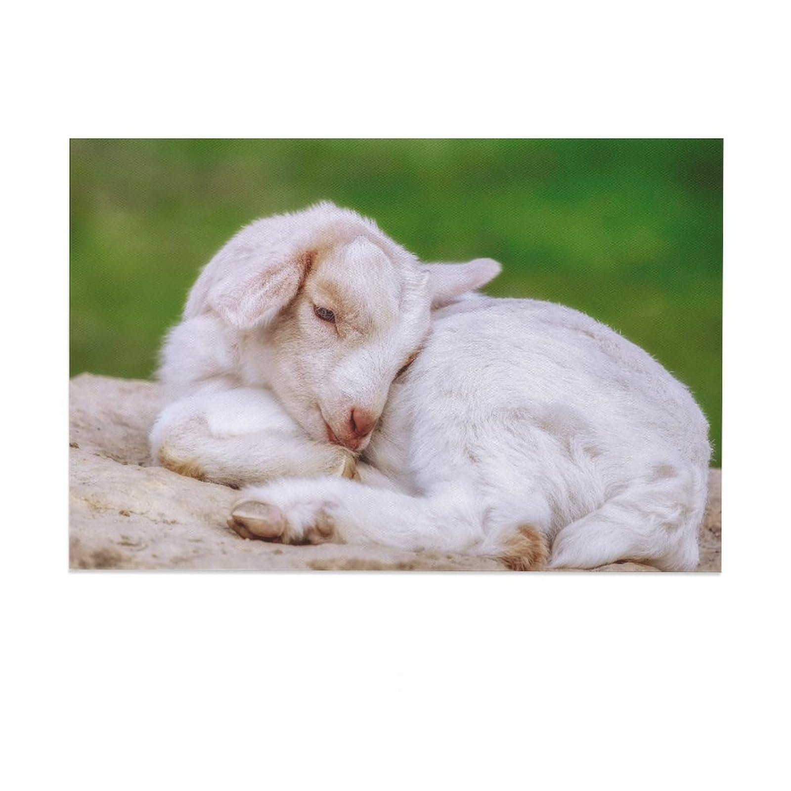 Cute Baby Goat Face