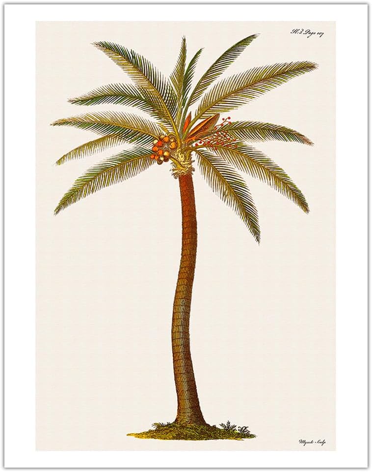 Coconut Palm Tree (Cocos nucifera) - Griffith Hughes 18th Century ...