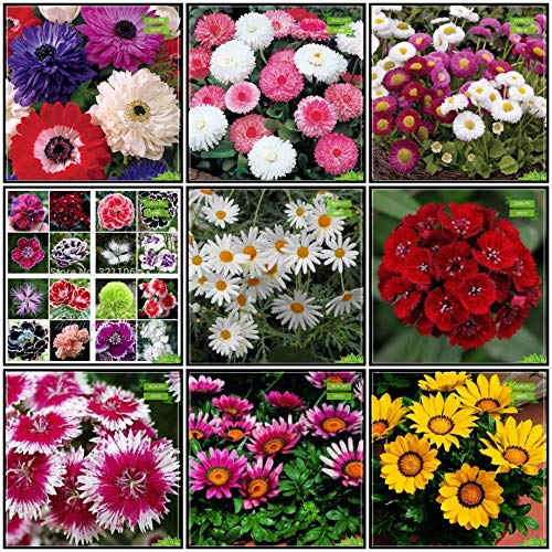 Buy Creative Farmer Garden Plant Seeds Combo Flower Seeds : Dasiya-Pomp ...