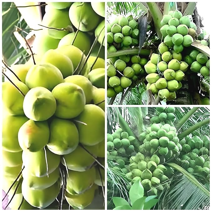 Coconut Live Plant (Nariyal/Coconut Tree) | High Yield, Fast Growing ...