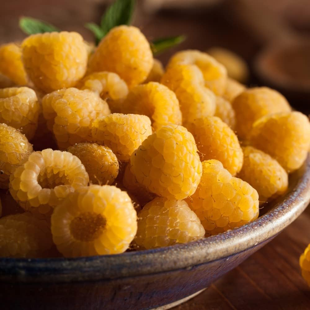 Raspberry Canes Ready to Plant 'All Gold' Autumn Fruiting Yellow ...