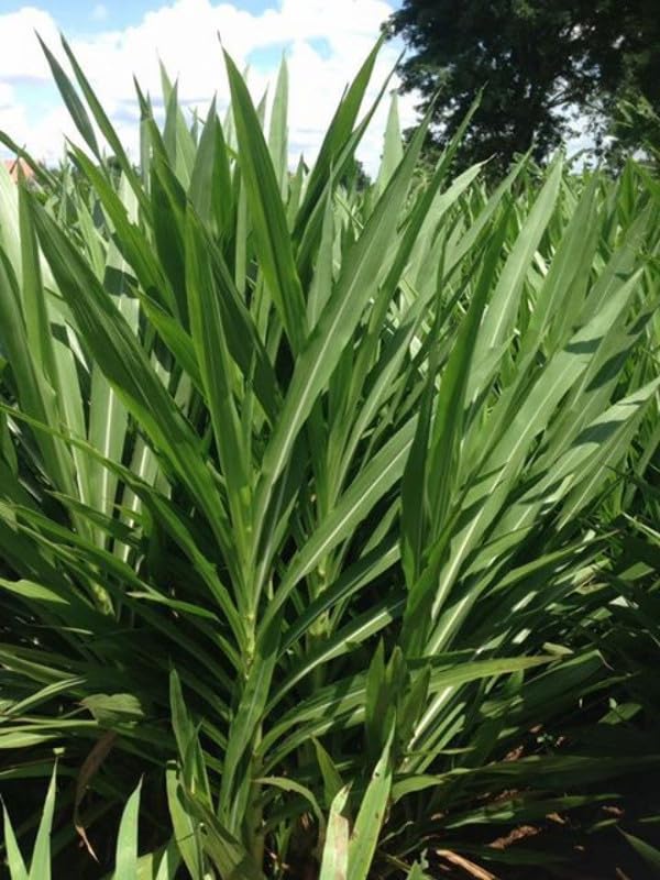 Red napier grass stick/super napier grass seeds sticks Pack of 90 ...