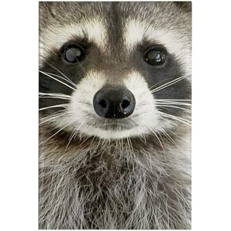 Amazon.com: CafePress Chicken Moods Rectangle Magnet Magnets Rectangle ...