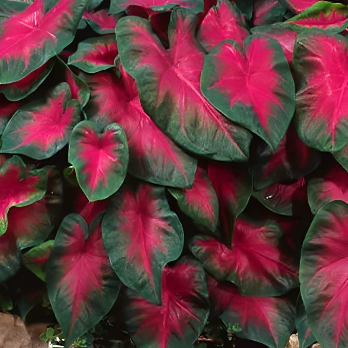 Amazon.com : Votaniki Freida Hemple Caladium Large Bulbs - Perennial ...