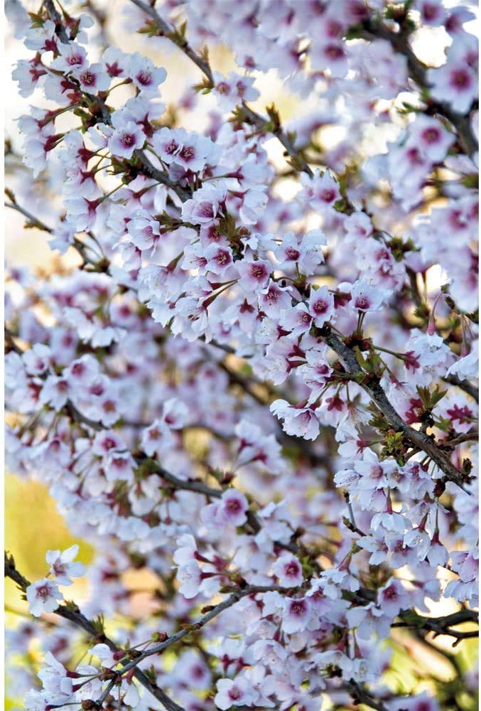 Potted Hardy Ornamental Cherry Tree Shrubs, Ideal for Small Gardens ...