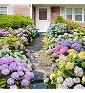 Amazon.com : 20000+ Mixed Creeping Thyme Seeds, Thymus Ground Cover ...