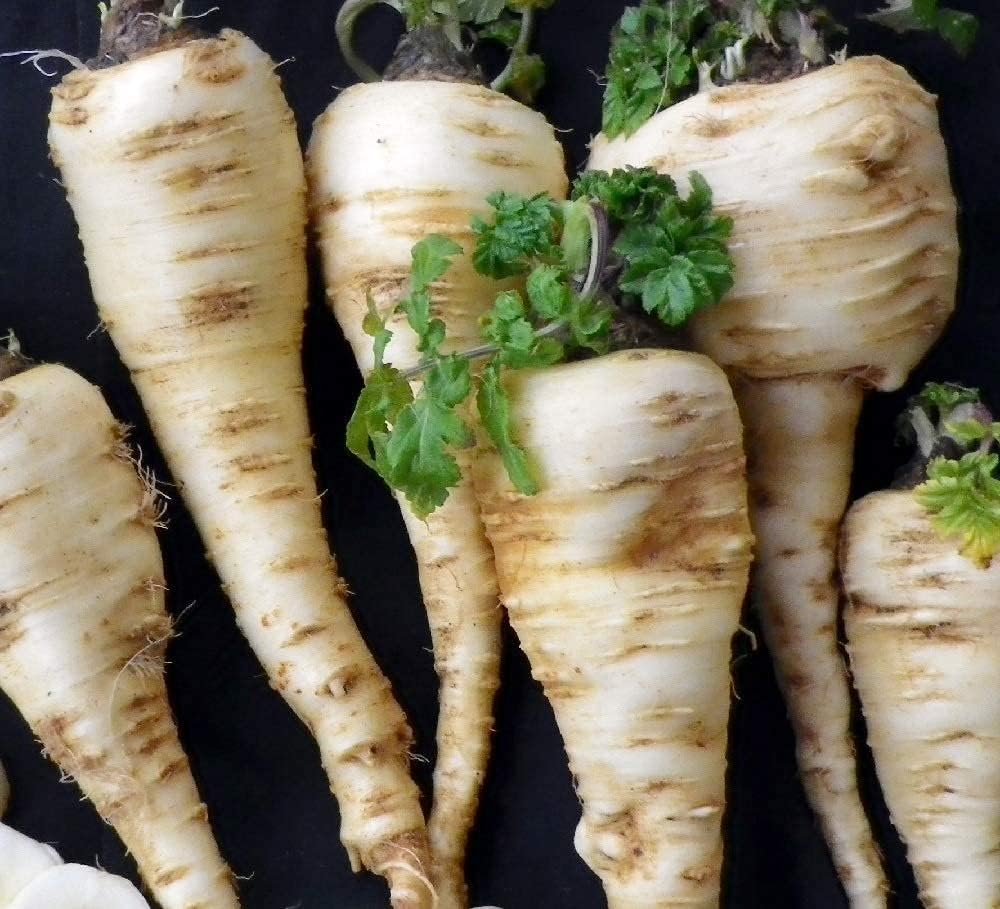 Amazon.com : David's Garden Seeds Parsnips Harris Model 3289 (White ...