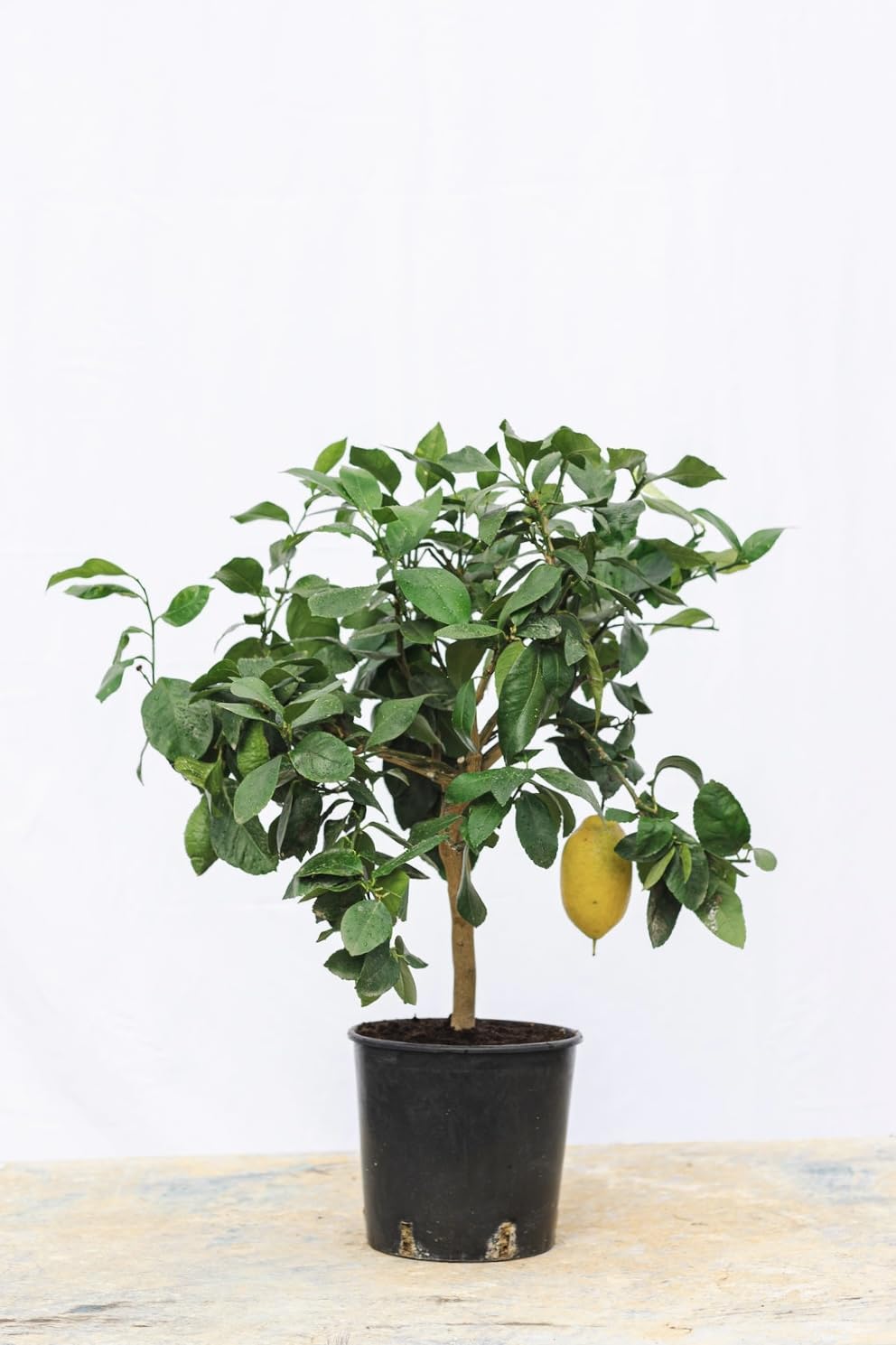 Web Garden Centre - Citrus Lemon Tree Scented Plant for Outdoors ...