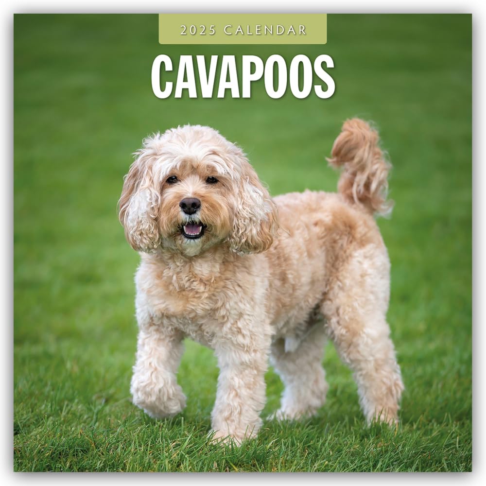 Cavapoos 2025 Square Wall Calendar: Original Red Robin Publishing Ltd ...