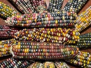 Amazon.com : 600 Glass GEM Heritage Native Corn on The Cob; Ornamental ...
