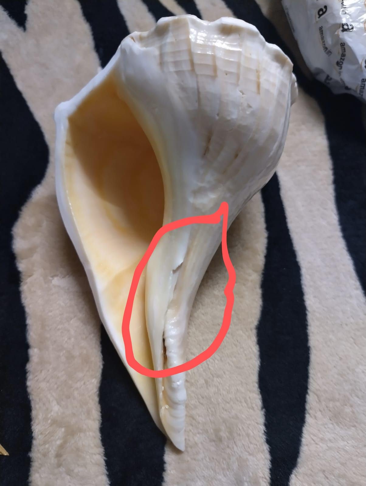 triptorameswaram.com Valampuri Dakshinavarti Shankh, Sangu Big (Brown ...