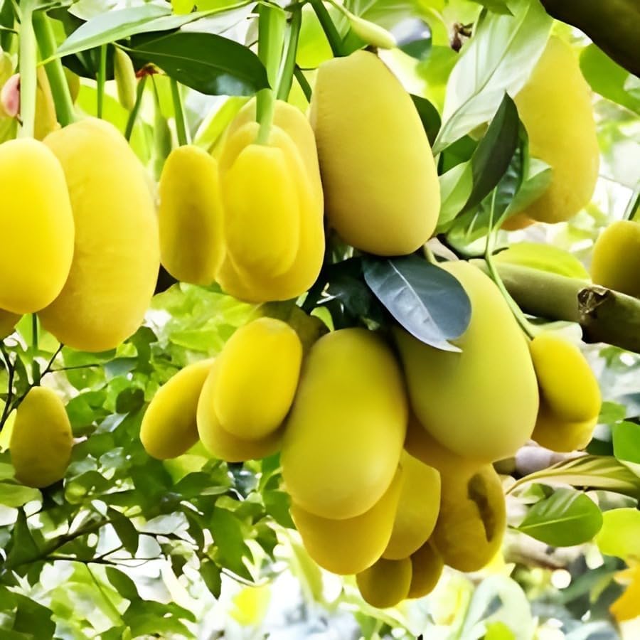 RADHA RANI PLANT HOUSE - Dwarf All Time Jackfruit Seedless Gumless ...