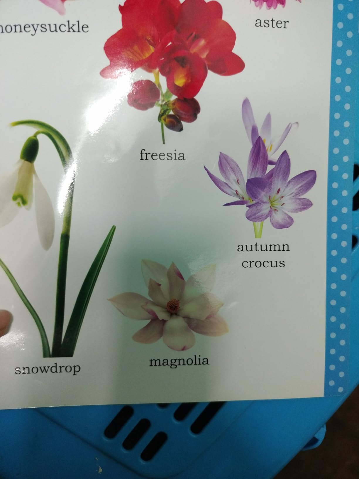 My first picture book of Flowers: Picture Books for Children : Wonder ...