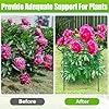 Amazon.com : 8 Pack Peony Cages and Supports, 11.5" Dx16 H Plant ...