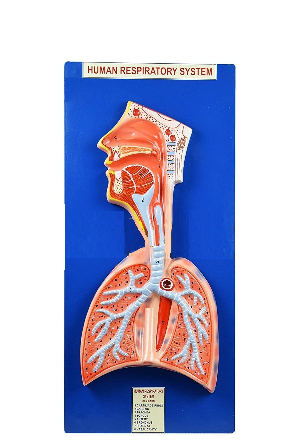 Human Respiratory System Model on Base : Amazon.in: Industrial & Scientific