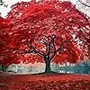 Amazon.com: Red Maple Tree - 18-24'' Tall Live Plant - Fast Growing ...
