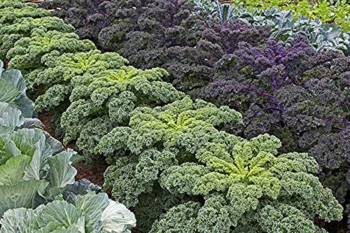 Kale seeds for planting (30 seeds) : Amazon.in: Garden & Outdoors