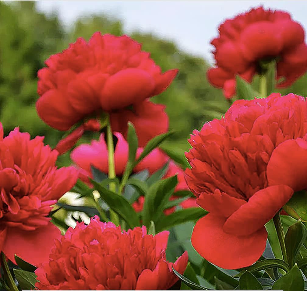 Amazon.com : Red Magic - Double Red Peony - Bare Root : Patio, Lawn ...
