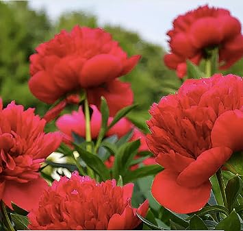 Amazon.com : Red Magic - Double Red Peony Bulbs for Planting | Peony ...