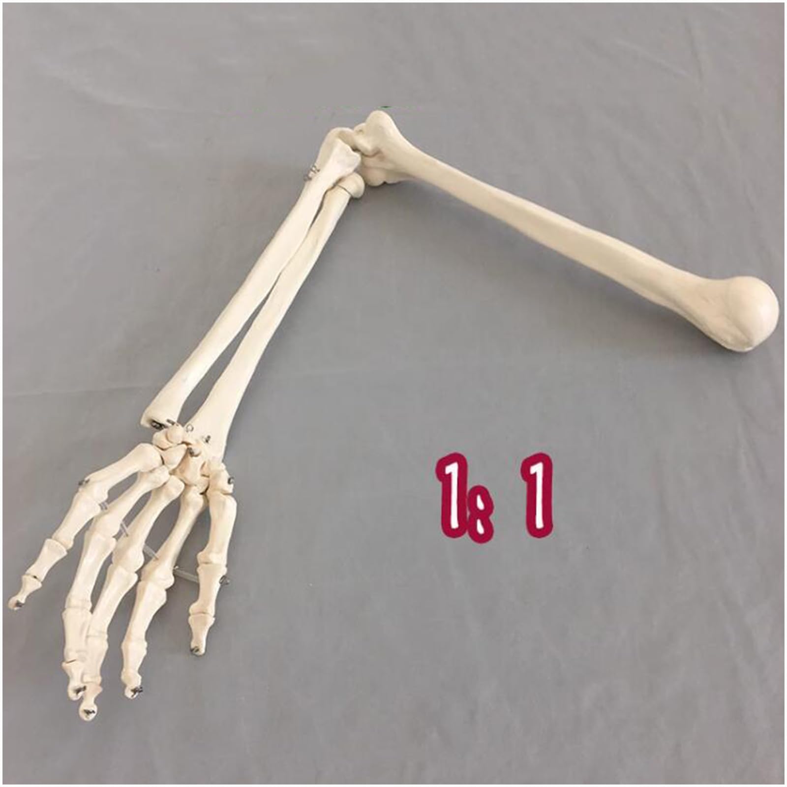 Anatomie Der Armknochen Die Knochenrhythmen Der Arme