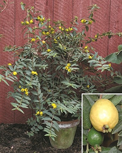 Dwarf Guava Psidium guajava nana Fruit Seed for Growing 100 seeds ...