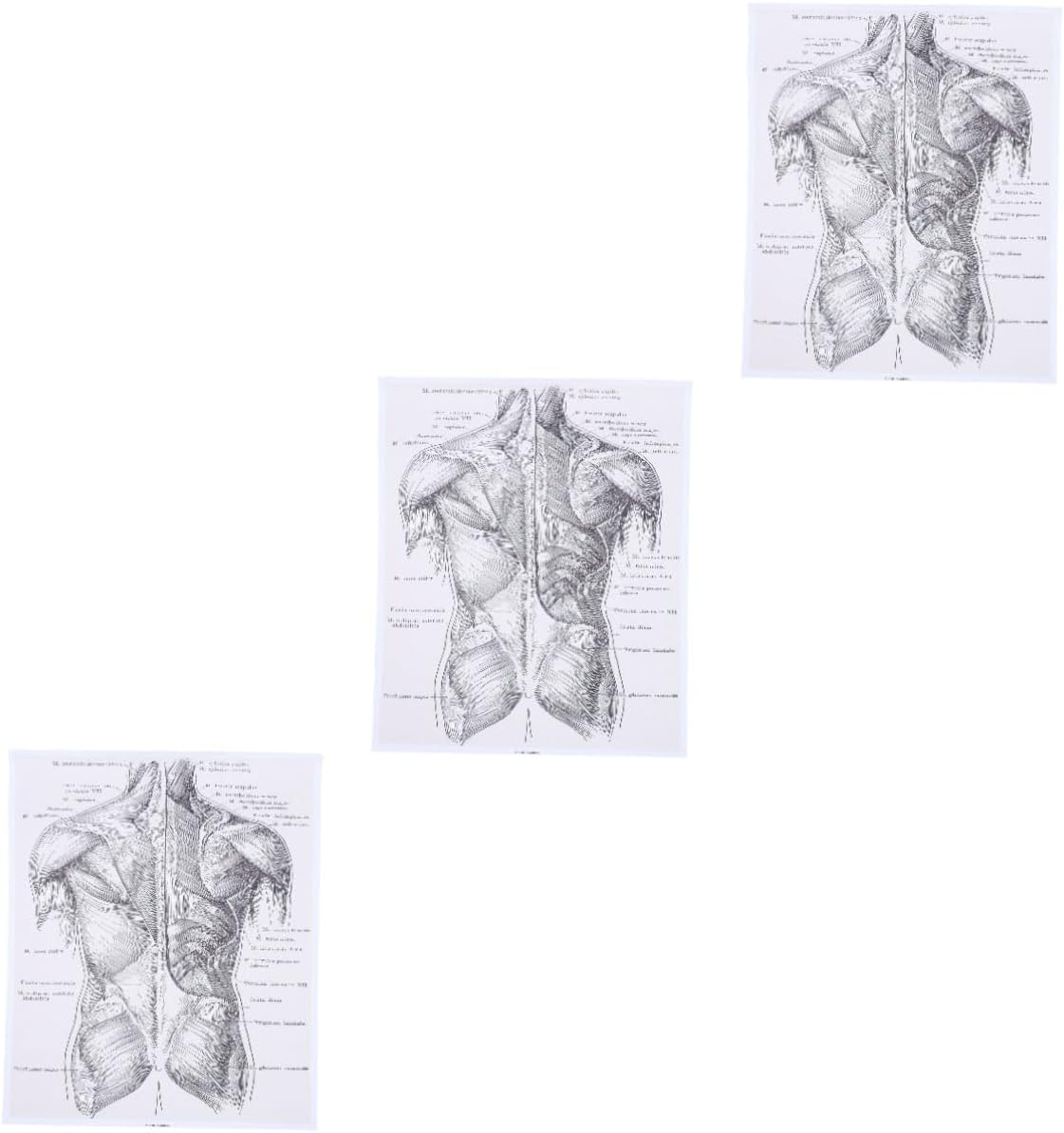 CLISPEED 3 Pcs Human Anatomy Dermatomes Anatomy Poster Anatomical Wall ...