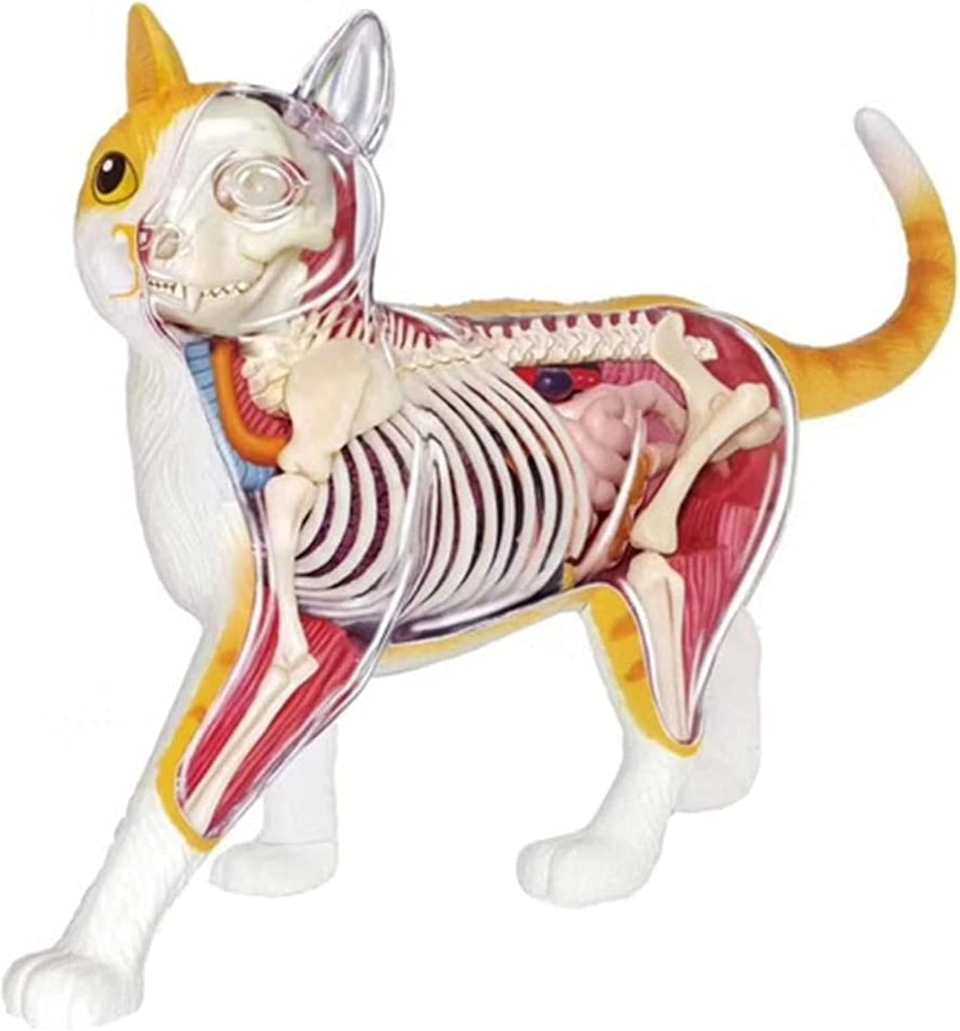 Medical Models, 4D Vision Cat Anatomy Model Puzzle Assembly Toy Medical ...