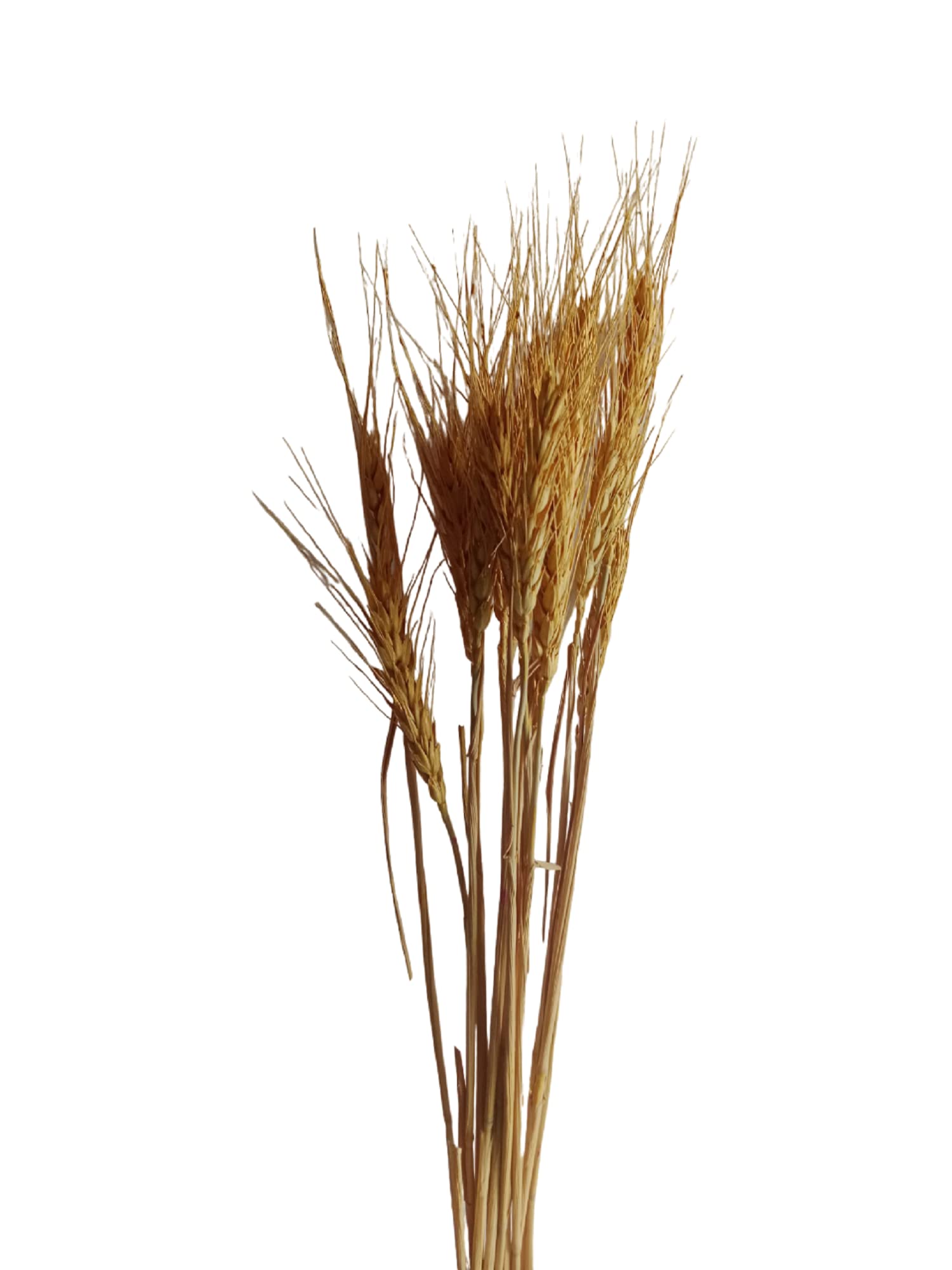 Buy RUKDA Dried Golden Wheat Sheaves | Decoration Dried Flower Sheaves ...