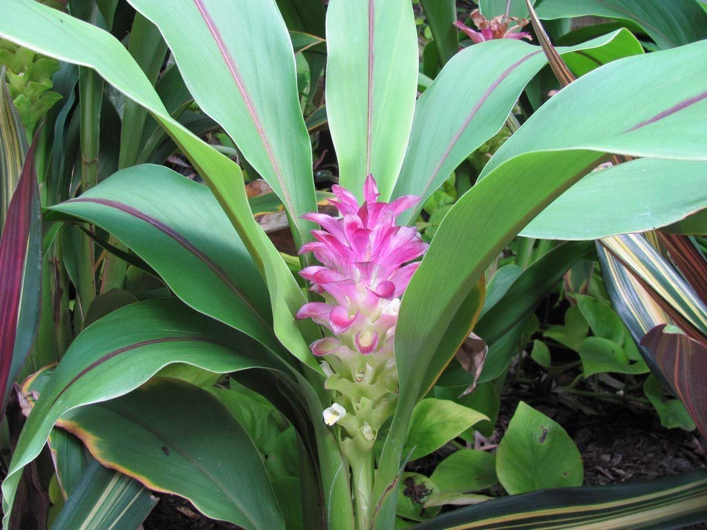 Creative Farmer Garden Rare Black Turmeric Curcuma Caesia Medicinal 1 ...