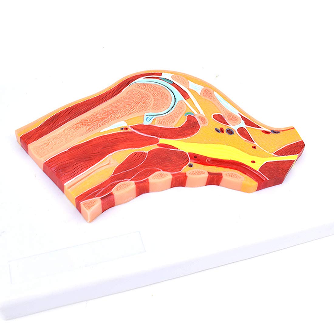 Buy CPY-EX Shoulder Skeletal Muscle Model, Ball Fossa Joint Profile ...