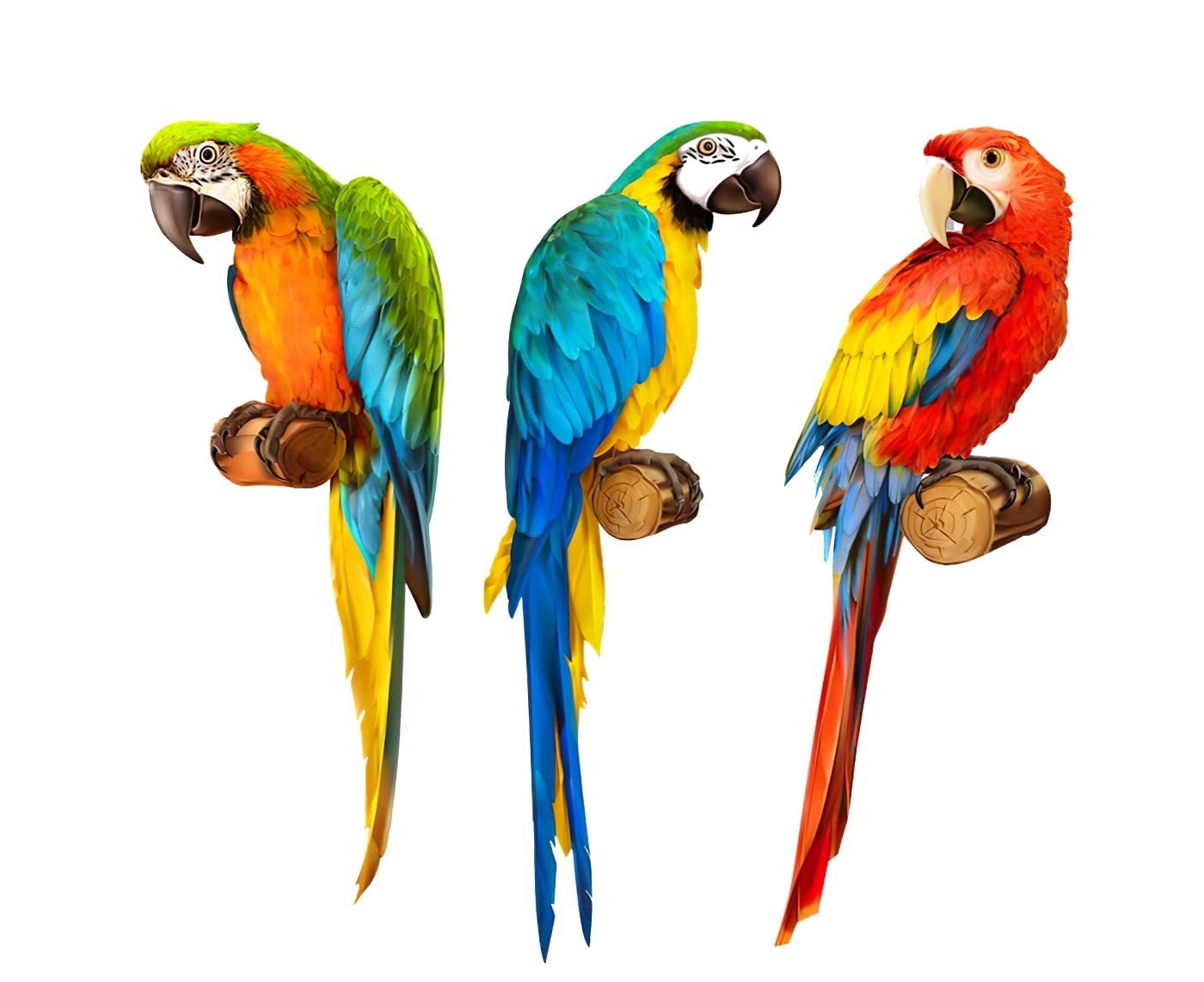 Akki World Colorful Modern Parrot Wall Sticker for Living Room, Kids Room, Wall Sticker (Size ...
