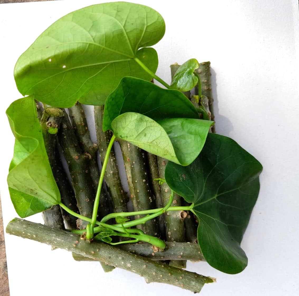Tinospora Cordifolia Guduchi Fresh Stems Stickes 10 Nos. Grown Upon ...