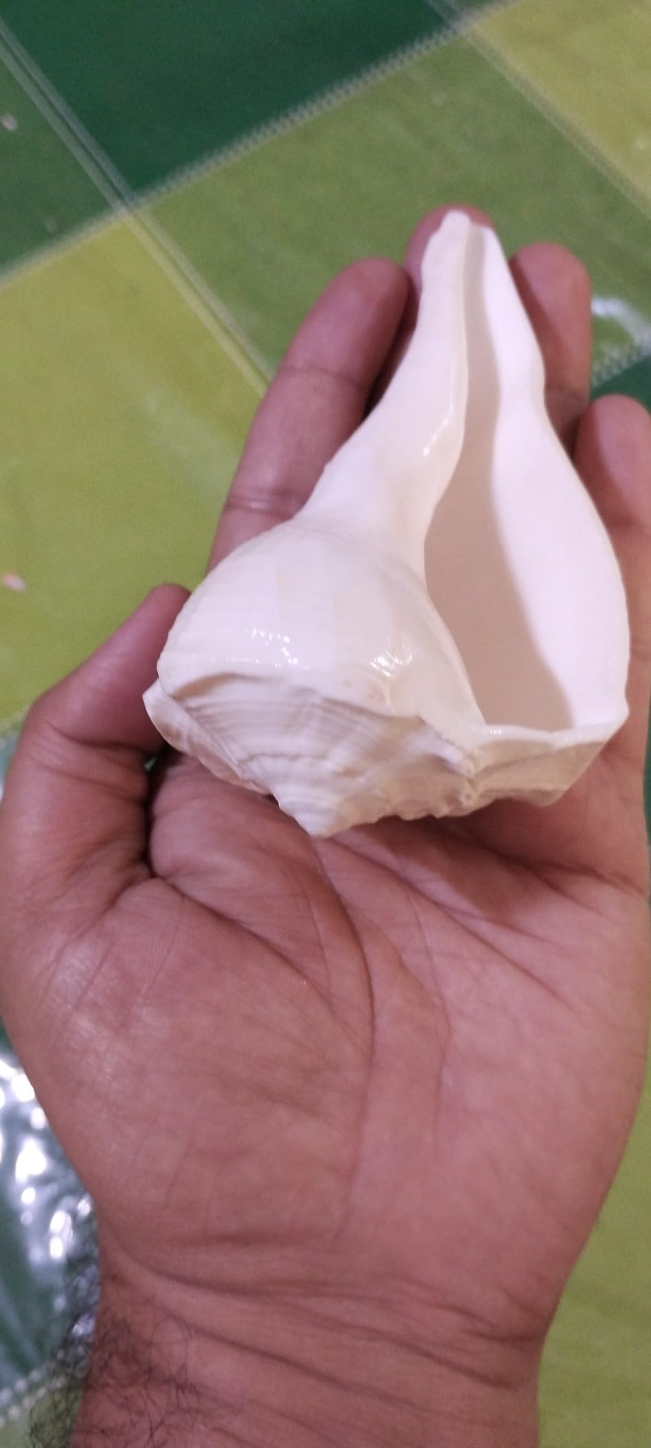 Buy Dakshinavarti shankh Narayan Shank (3.5 inch - 5 inch) , White ...