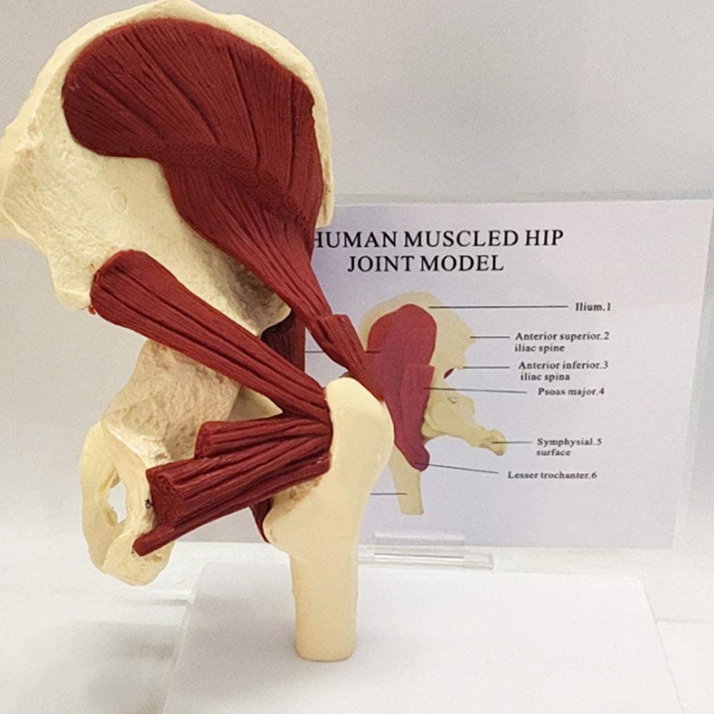 Buy UIGJIOG Human muscular hip articulation model Human Anatomical ...